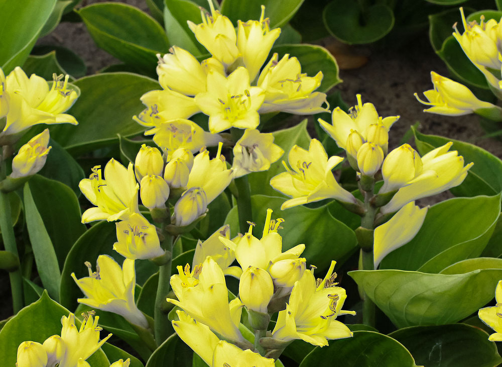 Bakker Spalding launches first hosta to flower yellow